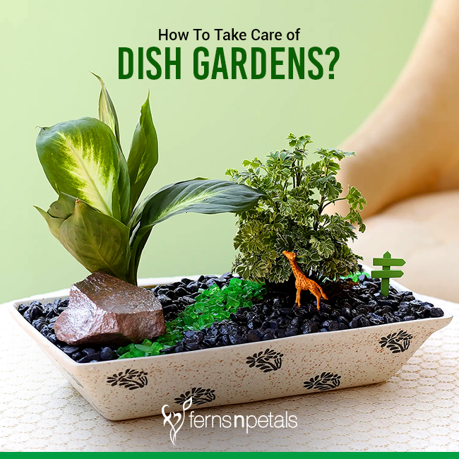How To Take Care of Dish Gardens?