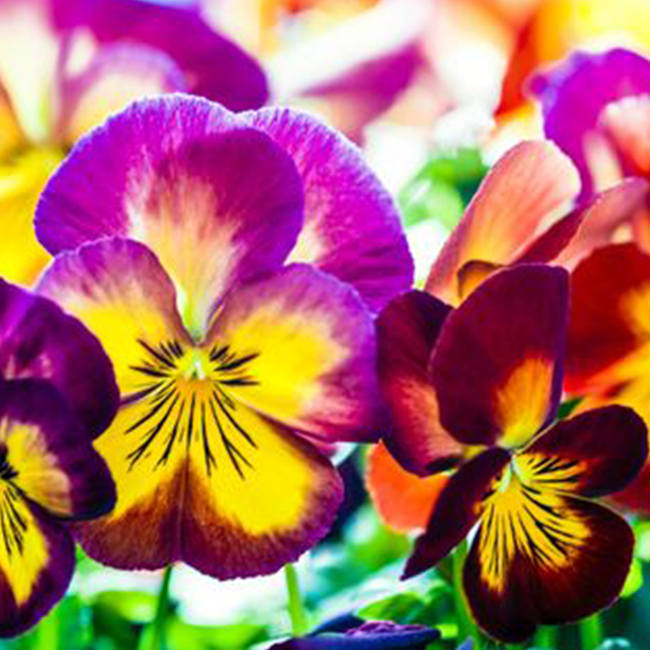 Which Flowers Are Popular In The USA - Ferns N Petals