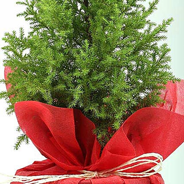 Cyprus Greenery Plant | Gift Golden cypress plant in red rapping paper ...