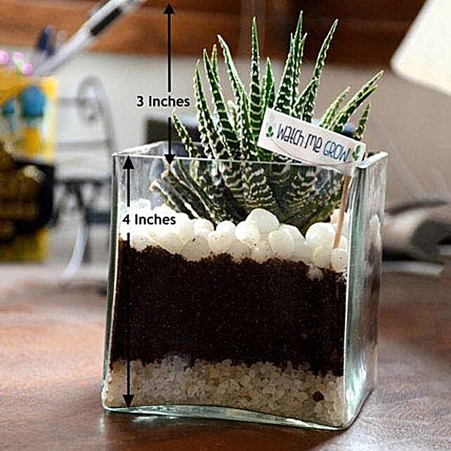 Treasure Terrarium | Gift Zebra cactus square terrarium with haworthia ...