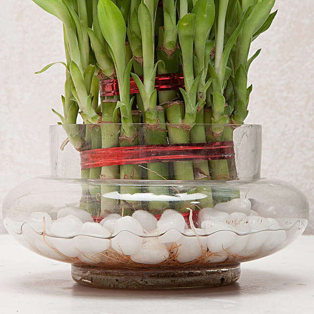 Three Layer Bamboo Good Luck Terrarium | Gift Three layer bamboo in a ...