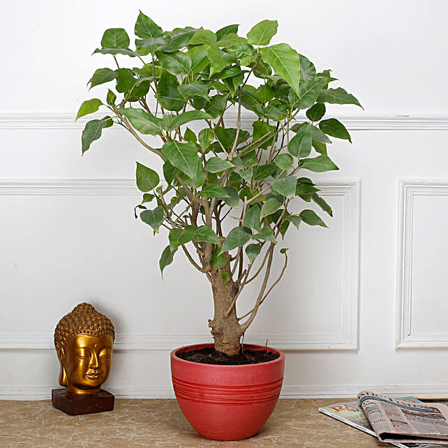 Paras Peepal Bonsai Plant in Recycled Plastic Pot | Gift attractive ...