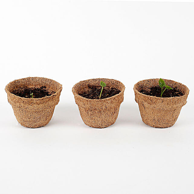 Premium Self Growing Plants Kit with Seeds & Coir Pots | Gift Pet Green ...