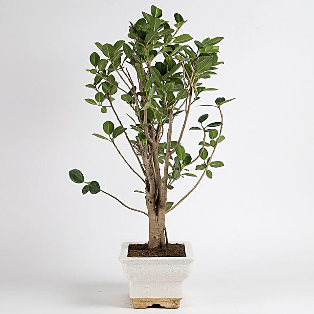 Ficus Panda Plant in White Ceramic Pot | Gift panda plant in attractive ...