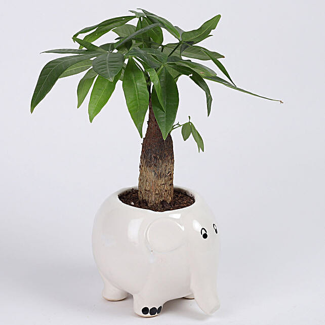 Pachira Bonsai in Elephant Ceramic Pot | Gift pachira bonsai plant in ...
