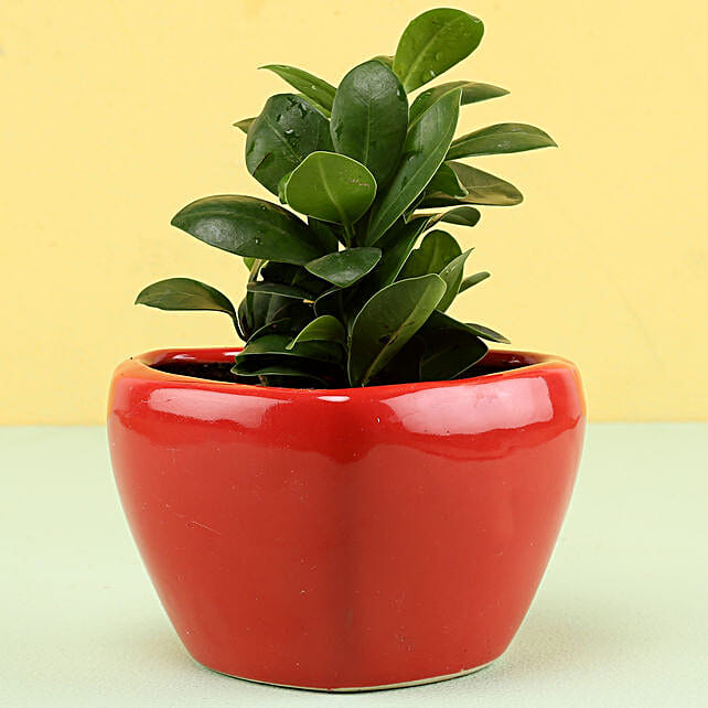 Ficus Compacta In Red Heart Shaped Pot | Gift Online Ficus Plant In ...