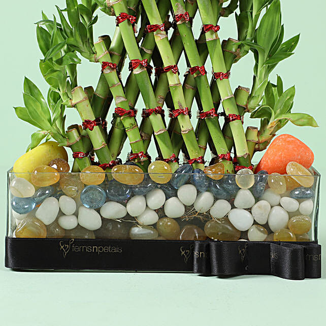 7 Layer Pyramid Bamboo In Rectangular Dish | Gift Online Pyramid Bamboo ...