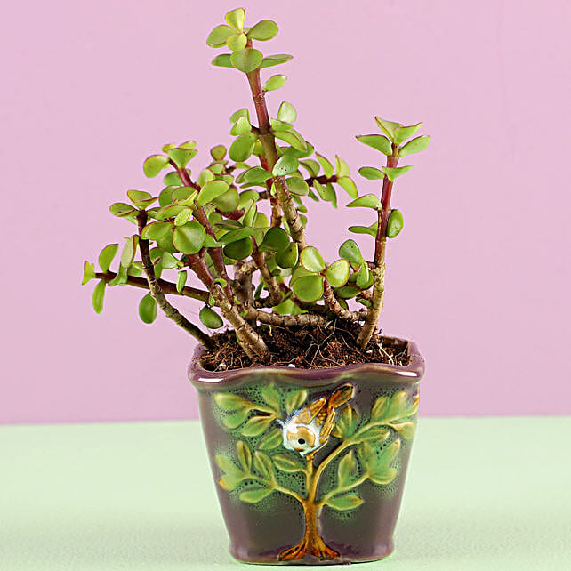 Jade Plant in Purple Pot | Gift Jade Plant in Purple Pot - Ferns N Petals