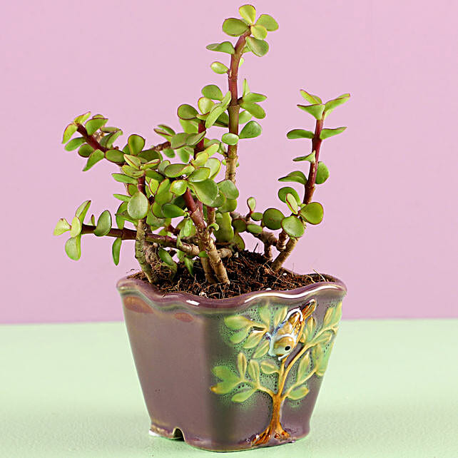 Jade Plant in Purple Pot | Gift Jade Plant in Purple Pot - Ferns N Petals