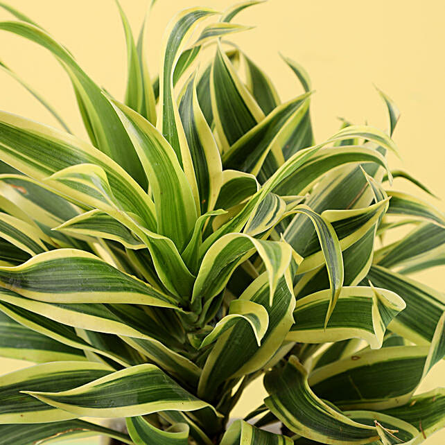 Song Of India in Beige Ceramic Pot | Gift song of indian plant in ...