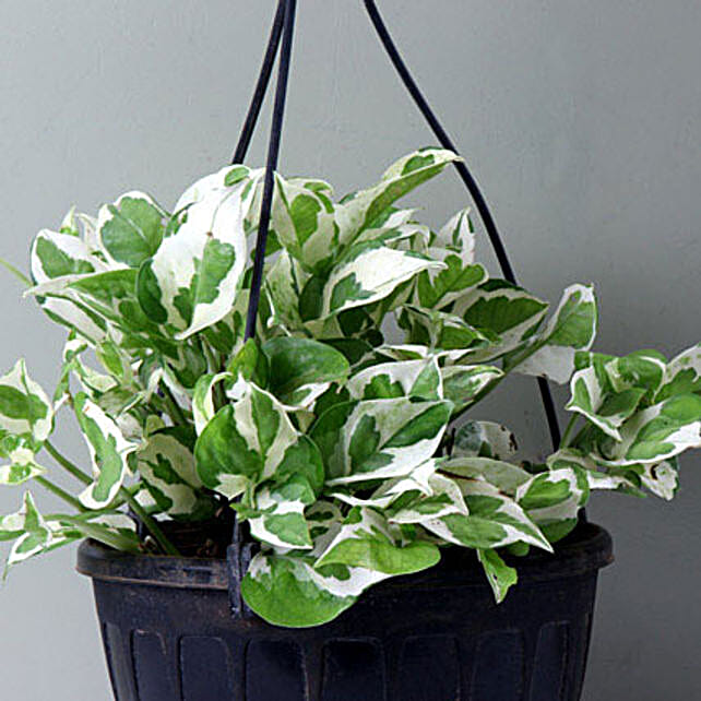 White Pothos Plant | Gift White Pothos plant in a vase - Ferns N Petals