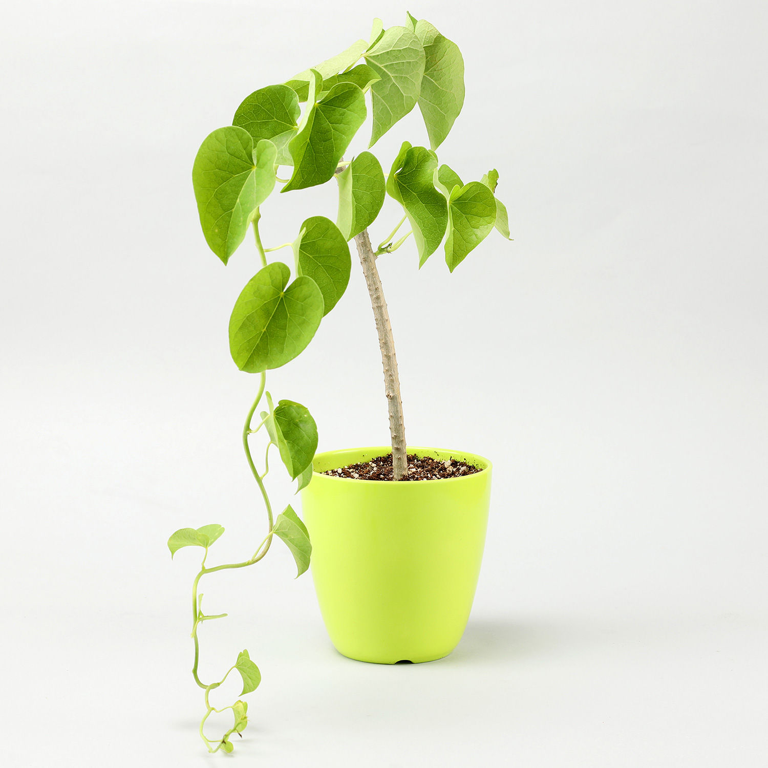 Giloy Plant In Green Pot | Gift Online Giloy Plant - Ferns N Petals